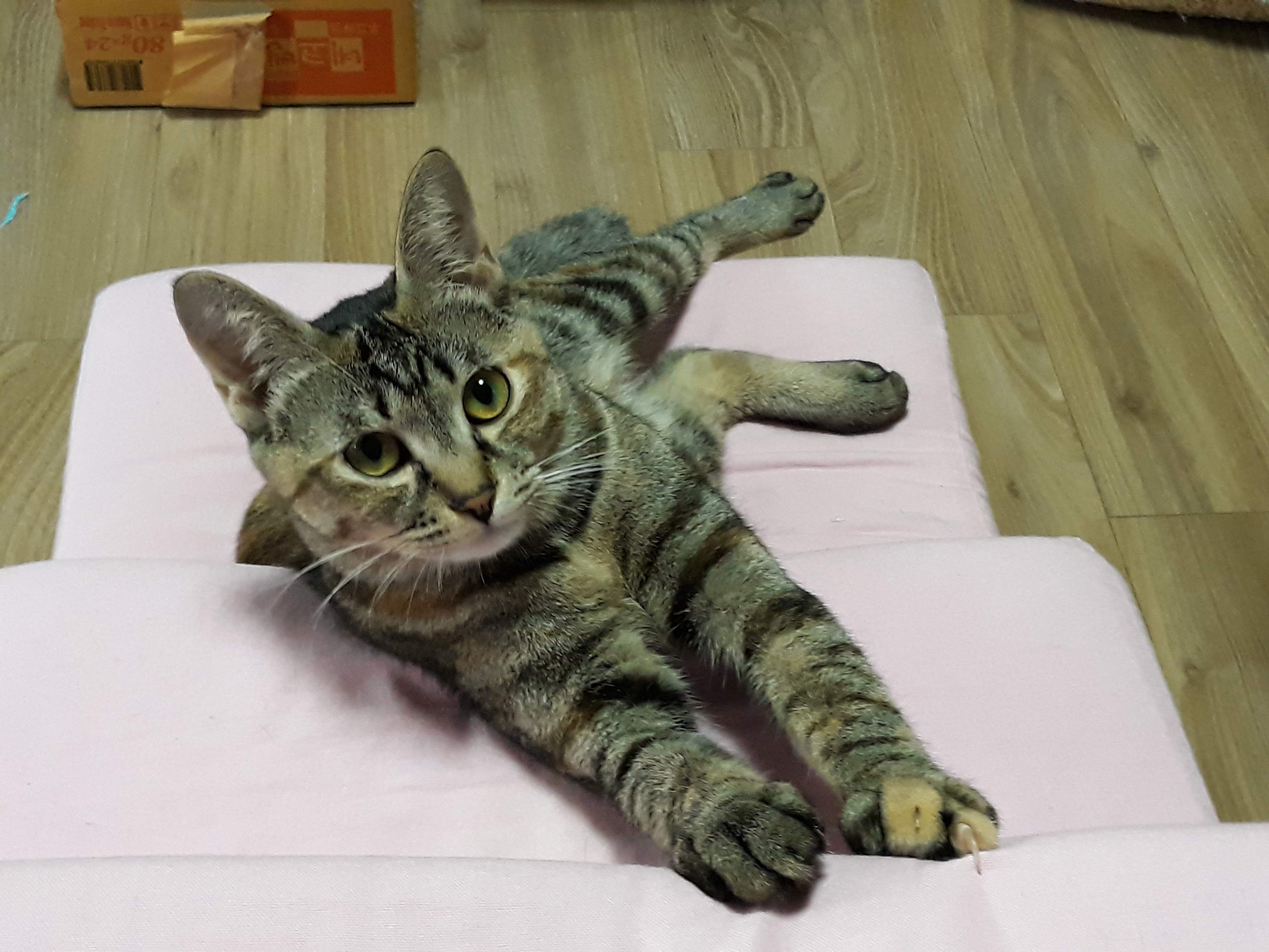 우리집 애옹쓰 볼래? | 유머 게시판