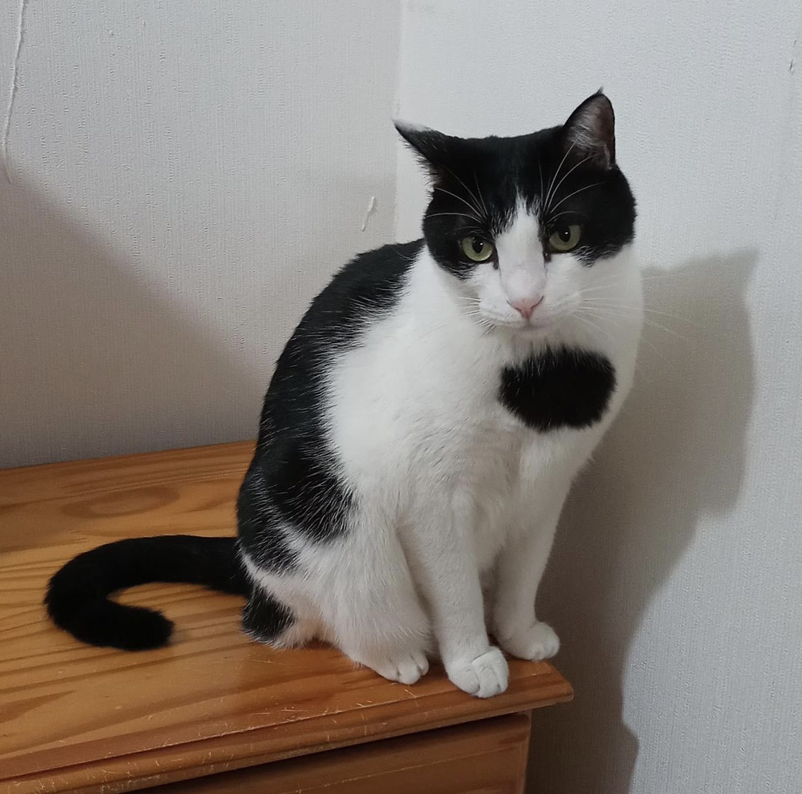 엘더스크롤)카짓의 특이한 생태.jpg | 유머 게시판