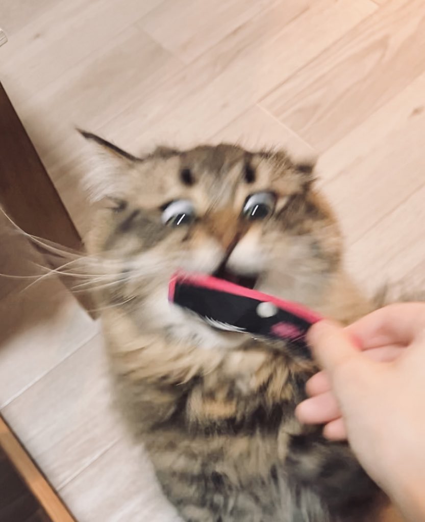 알고보면 귀여운 못 되먹게 생긴 고양이 | 유머 게시판