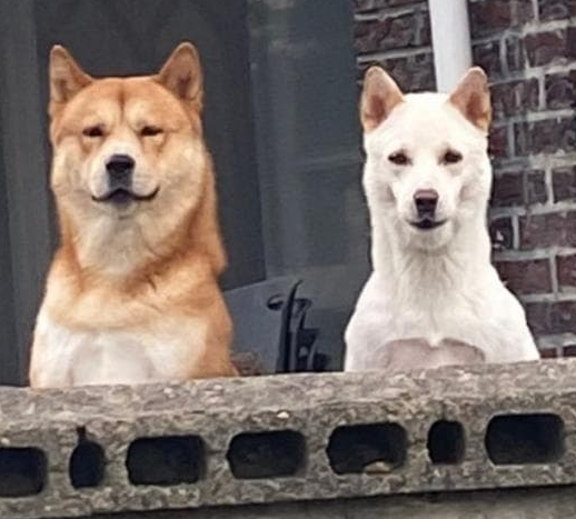 KV) KV 공개 20분 전이다. 술과 계집을 대령하라 | 유머 게시판 | RULIWEB