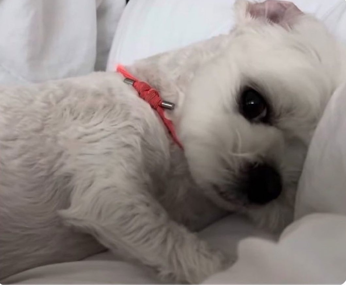 다보링크 A회장이 디패와 인터뷰한 이유EU