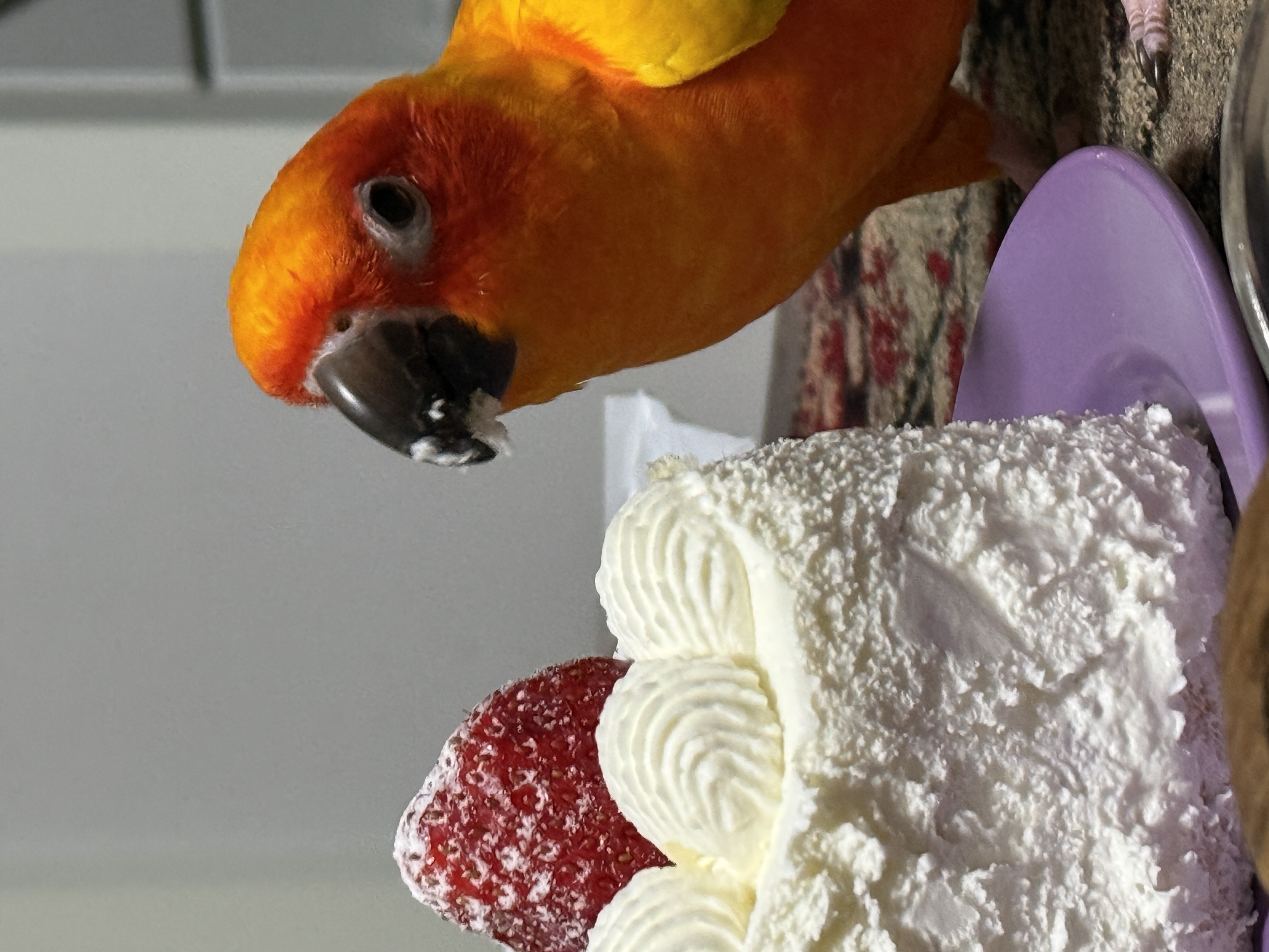 새는 자유의 상징이다