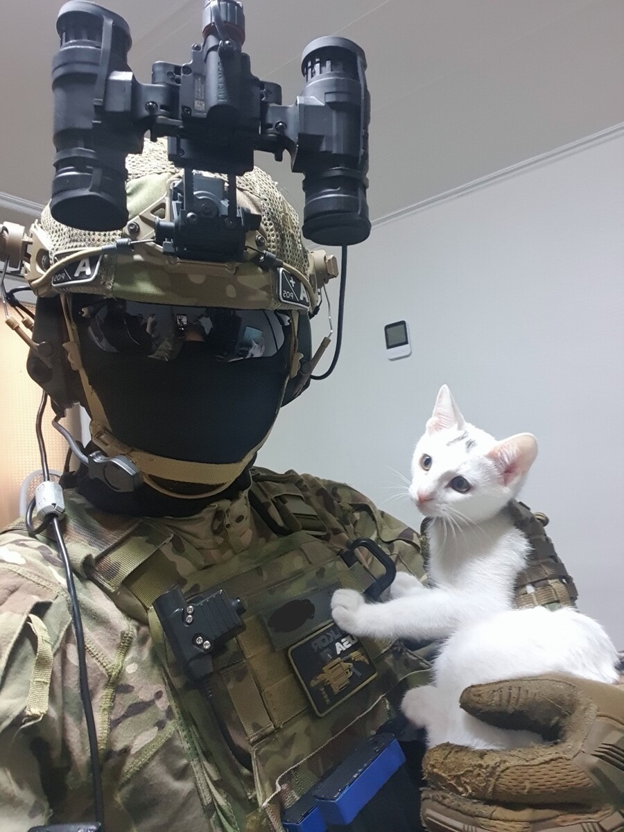 Cat gun | 유머 게시판