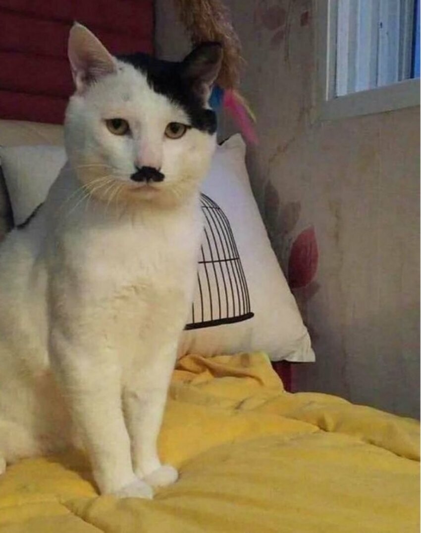 "히틀러가 반찬 투정할 때 뭐라고 하는지 알아?".jpg | 유머 게시판