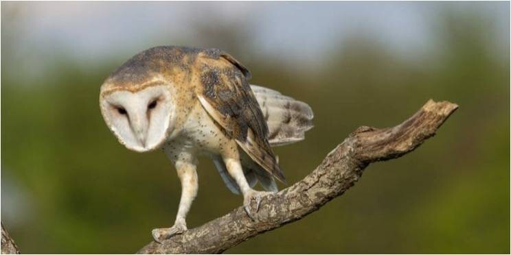 의외로 롱다리였던 동물