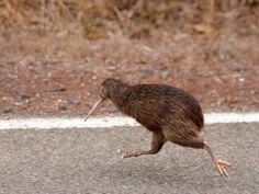 키위새가 날개를 잃은 이유 . manwha | (백업)유머 게시판(2021-) | RULIWEB