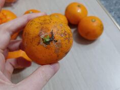 귤은 반드시 보고 사야하는 이유.EU | 유머 게시판 | RULIWEB