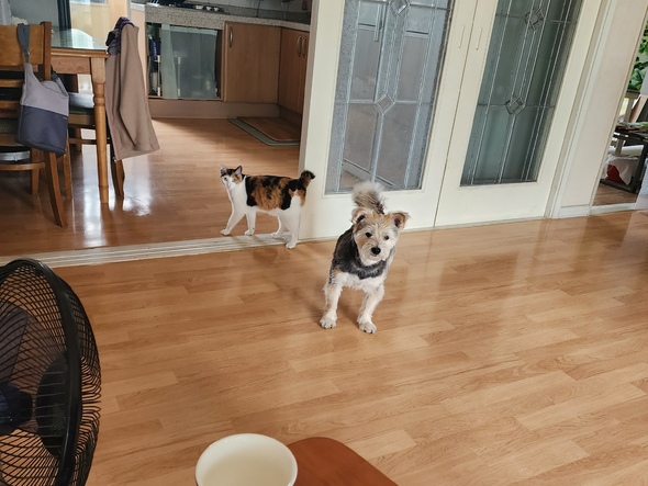 개고양이 보실 유머 게시판