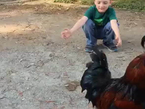 츤데레 닭.mp4 | 유머 게시판 | RULIWEB