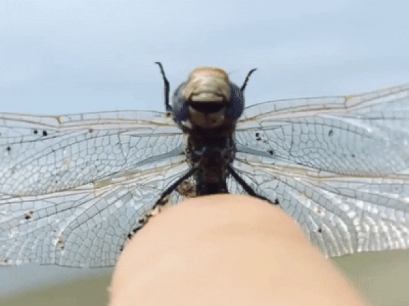 귀여운 잠자리 | 유머 게시판