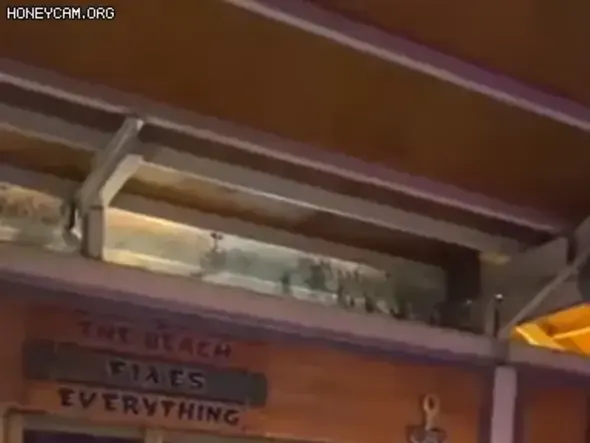 상여자식 폭탄주 도미노.webp | 유머 게시판 | RULIWEB