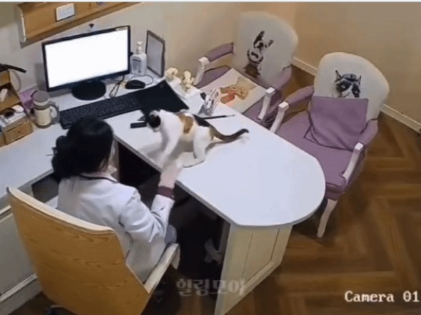 CCTV로 몰래 본 수의사 진료실 | 유머 게시판 | RULIWEB