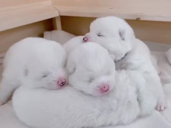 보송보송 딸기맛 인절미.gif | 유머 게시판 | RULIWEB