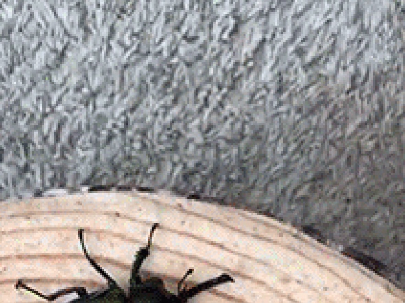 "삐빅. 본 기체의 승리확률. 99.9%" | 유머 게시판 | RULIWEB