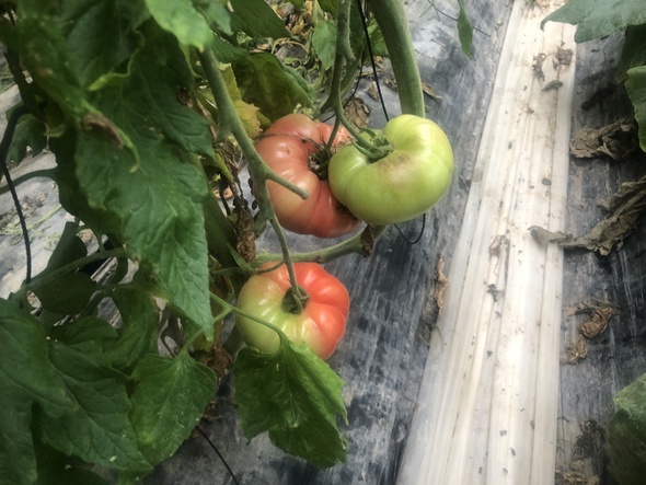 2023년의 정리 2024년의 시작 | R.로제타 | RULIWEB