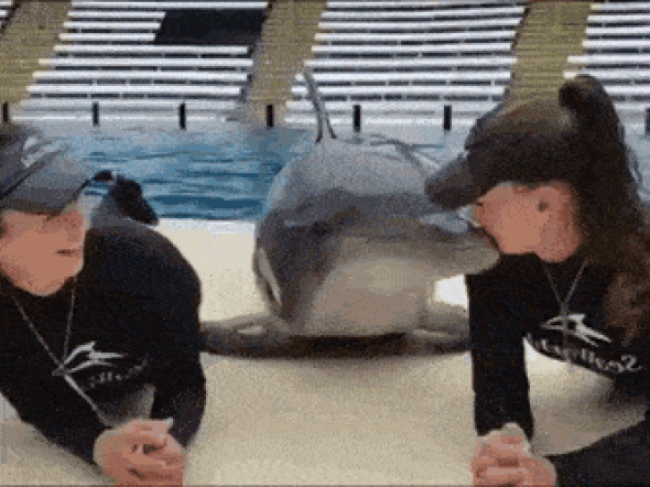 알파 돌핀의 삶.gif | 유머 게시판 | RULIWEB