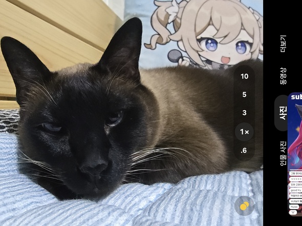 잘봤다냥 | R.로제타 | RULIWEB