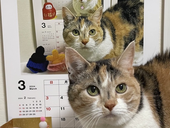 냥셉션.jpg | 유머 게시판 | RULIWEB