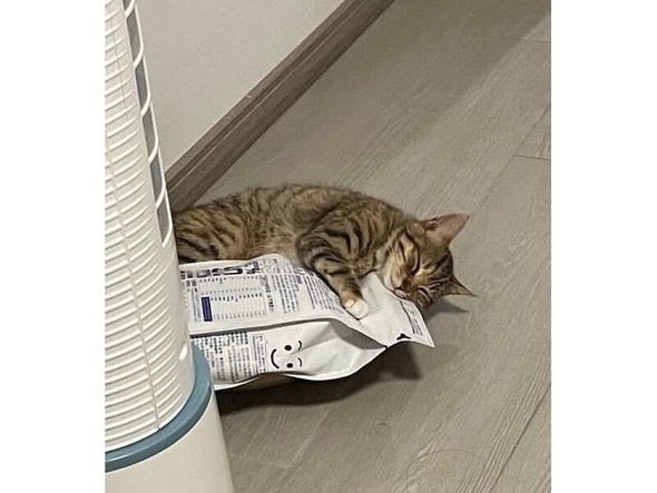 사료 만족도 200%.jpg | 유머 게시판 | RULIWEB