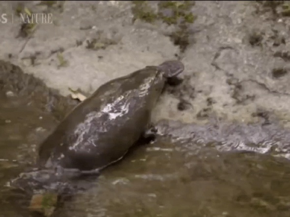 오리너구리 꼬리.gif | 유머 게시판 | RULIWEB