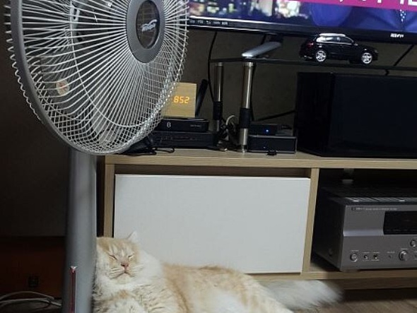 고양이가 지진에 민감하다는 증거.jpg | 유머 게시판 | RULIWEB