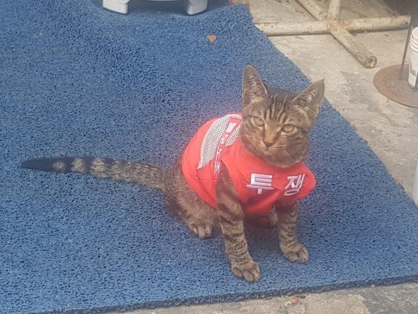 Gs25에서 출시한 점장 강아지 옷.jpg | 유머 게시판 | RULIWEB