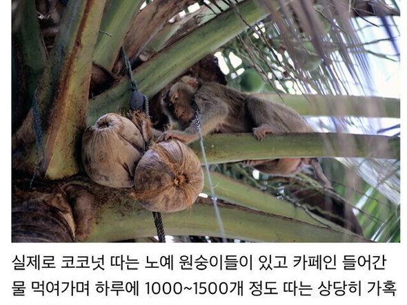 노예와 카페인 물을 대령하라!!!!!!!! | 유머 게시판 | RULIWEB