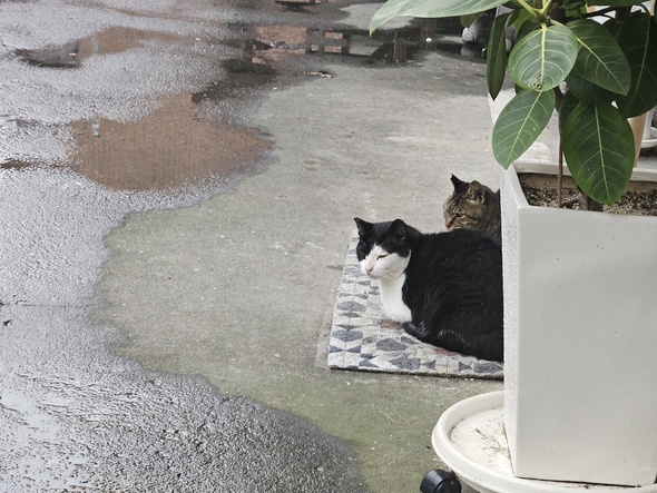 비멍 때리는 냥이 | 반려동물 갤러리 | RULIWEB