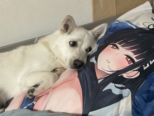 무료 바보 | R.리노아 | RULIWEB