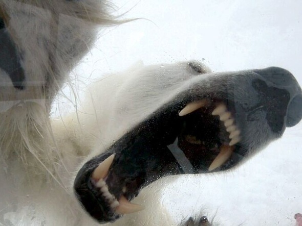 북으로 가라고해서 간 결과 | 유머 게시판 | RULIWEB